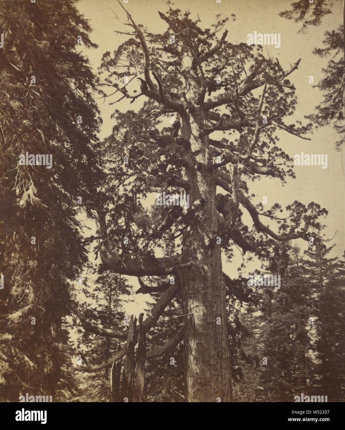 Top of the Grizzled Giant. Mammoth Trees, California, Edward and Henry ...