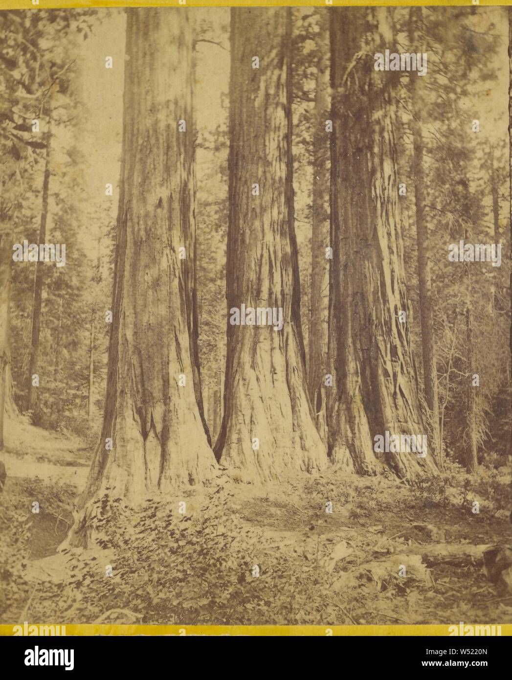 The Three Graces. Mammoth Trees, California, Edward and Henry T ...
