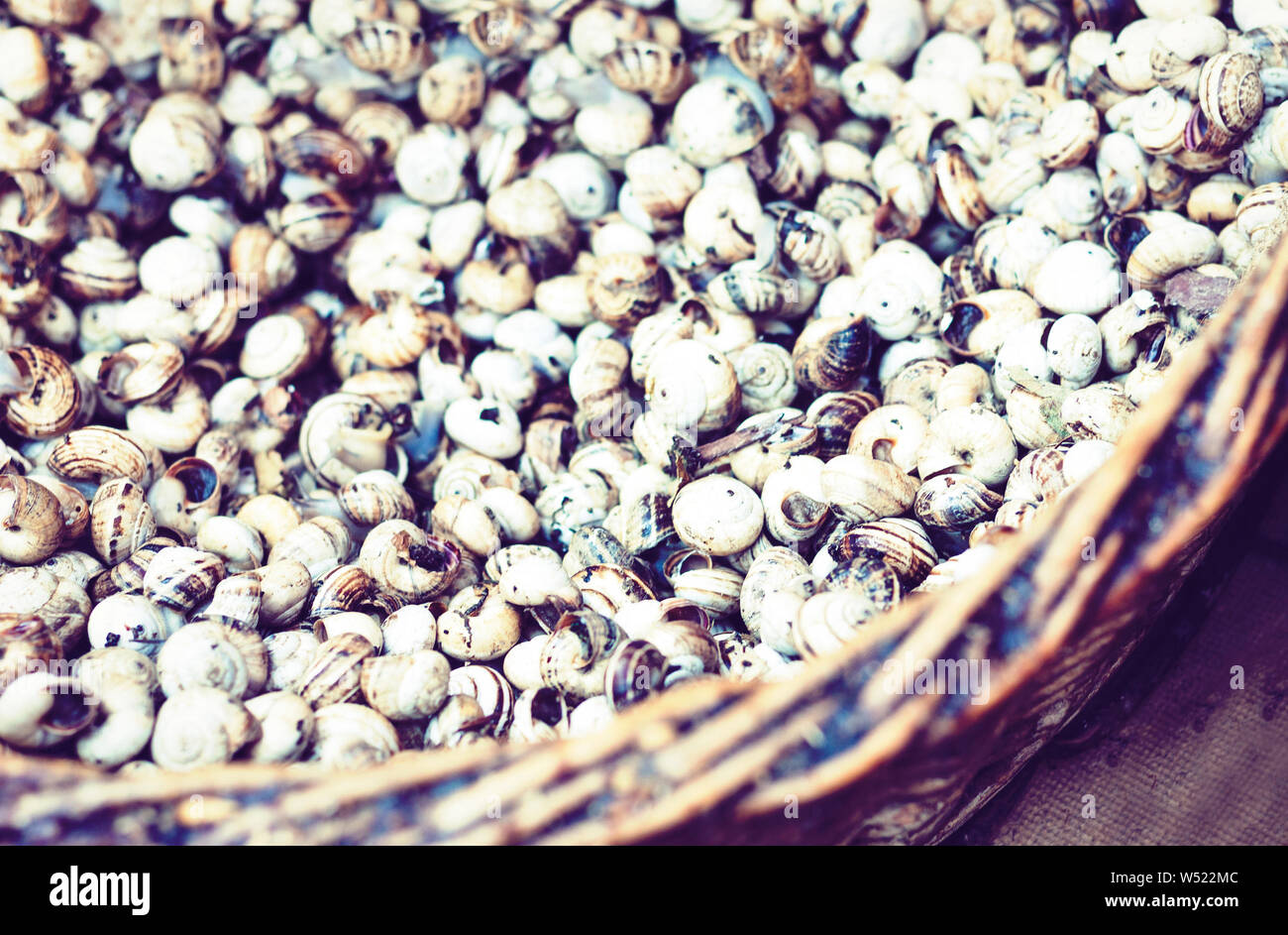 Raw snails alive for sale in the fish market Pescheria of Catania ...