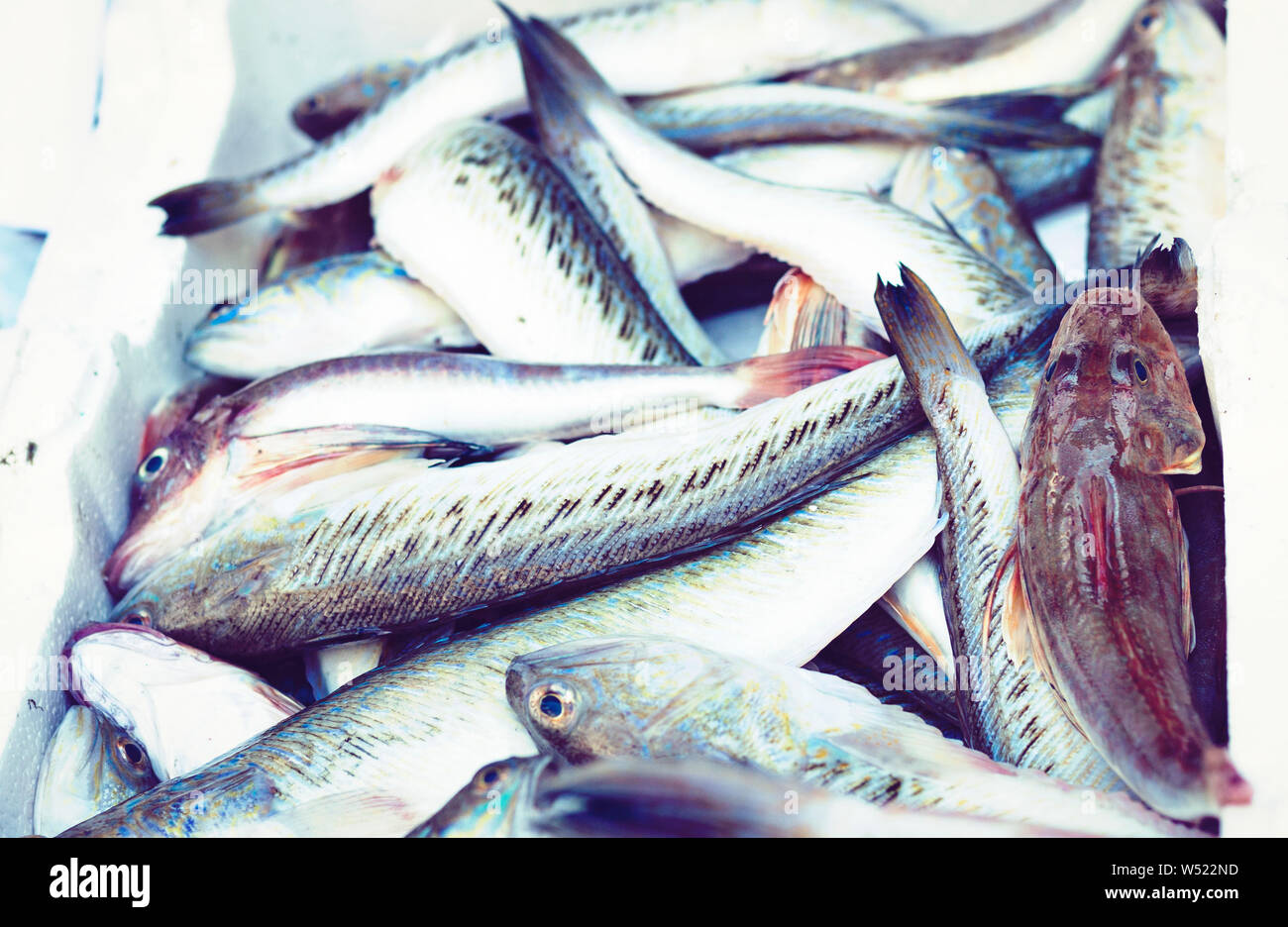 Fresh fish for sale in the fish market Pescheria of Catania, Sicily ...