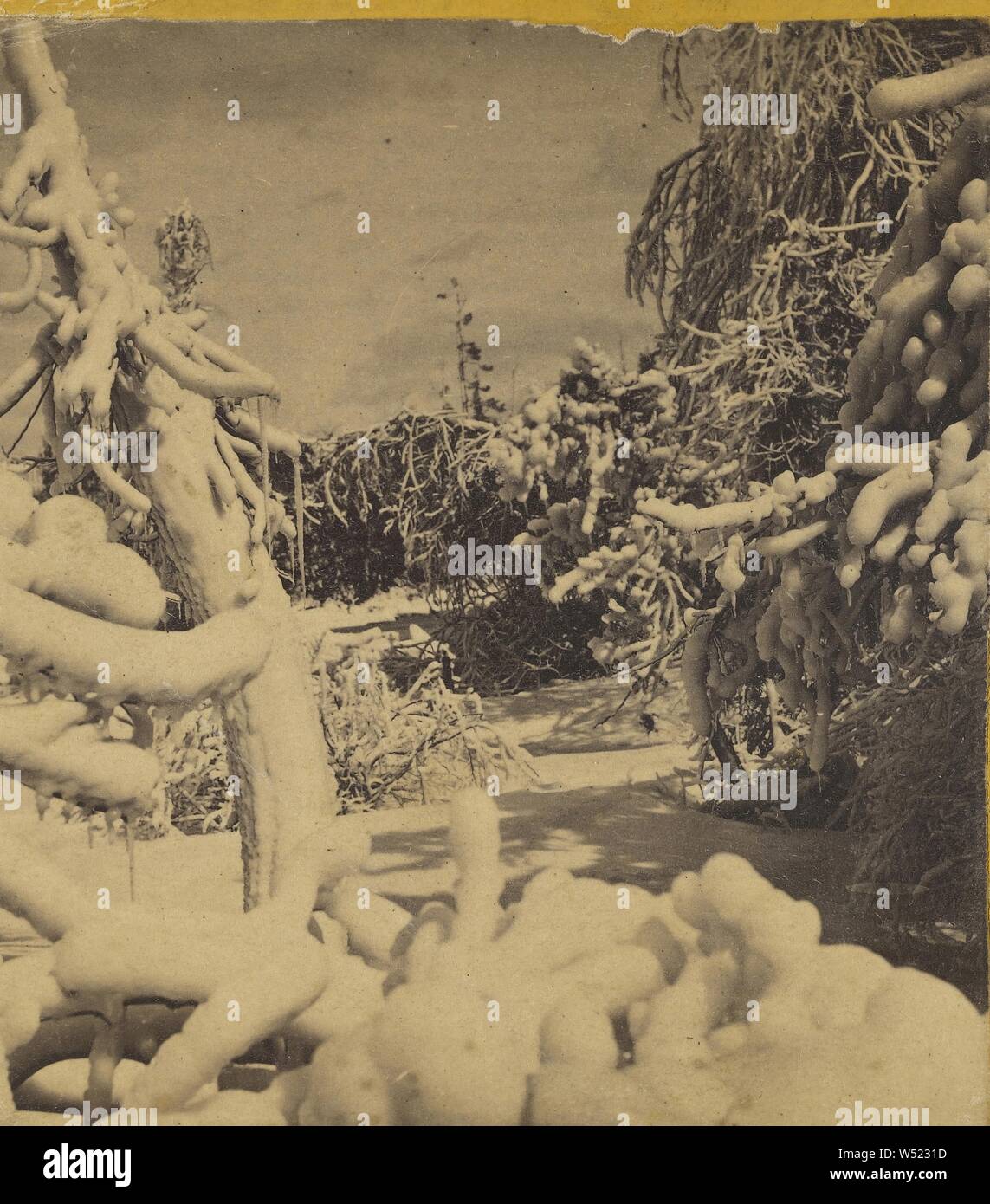 Snow and ice covered trees, George Barker (American, 1844 - 1894 ...