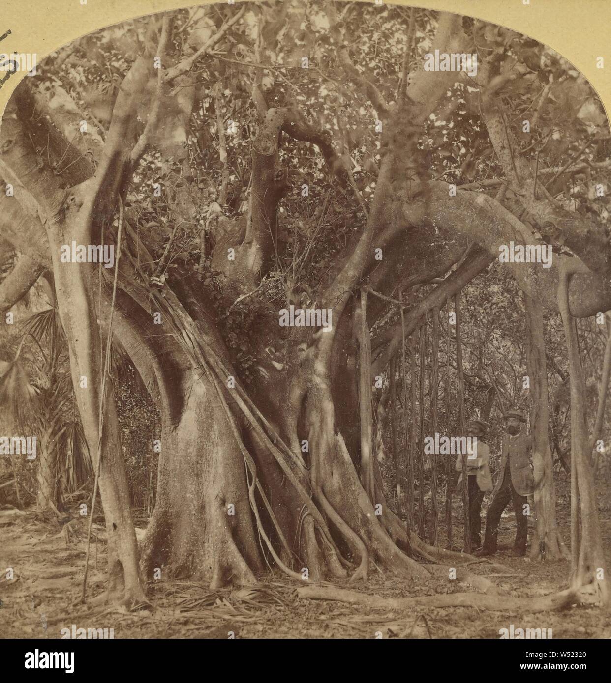 Florida - The Great Banyan or Indiarubber sic Tree. Lake Worth., George ...