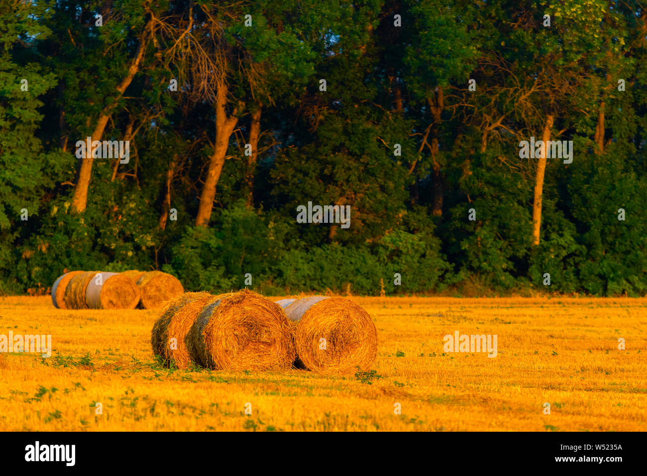 Rolled haystack on agriculture field landscape. Haystack farmland field ...