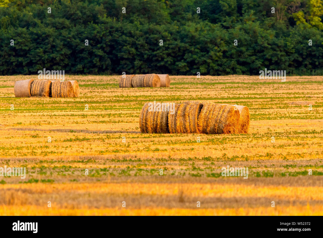 Rolled haystack on agriculture field landscape. Haystack farmland field ...