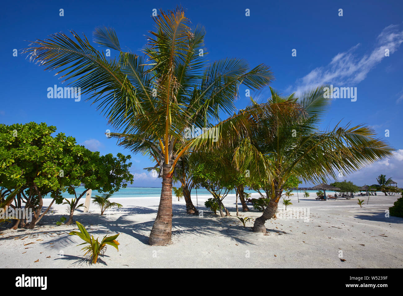 Palm trees at Paradise Island (Lankanfinolhu), Maldives Stock Photo - Alamy