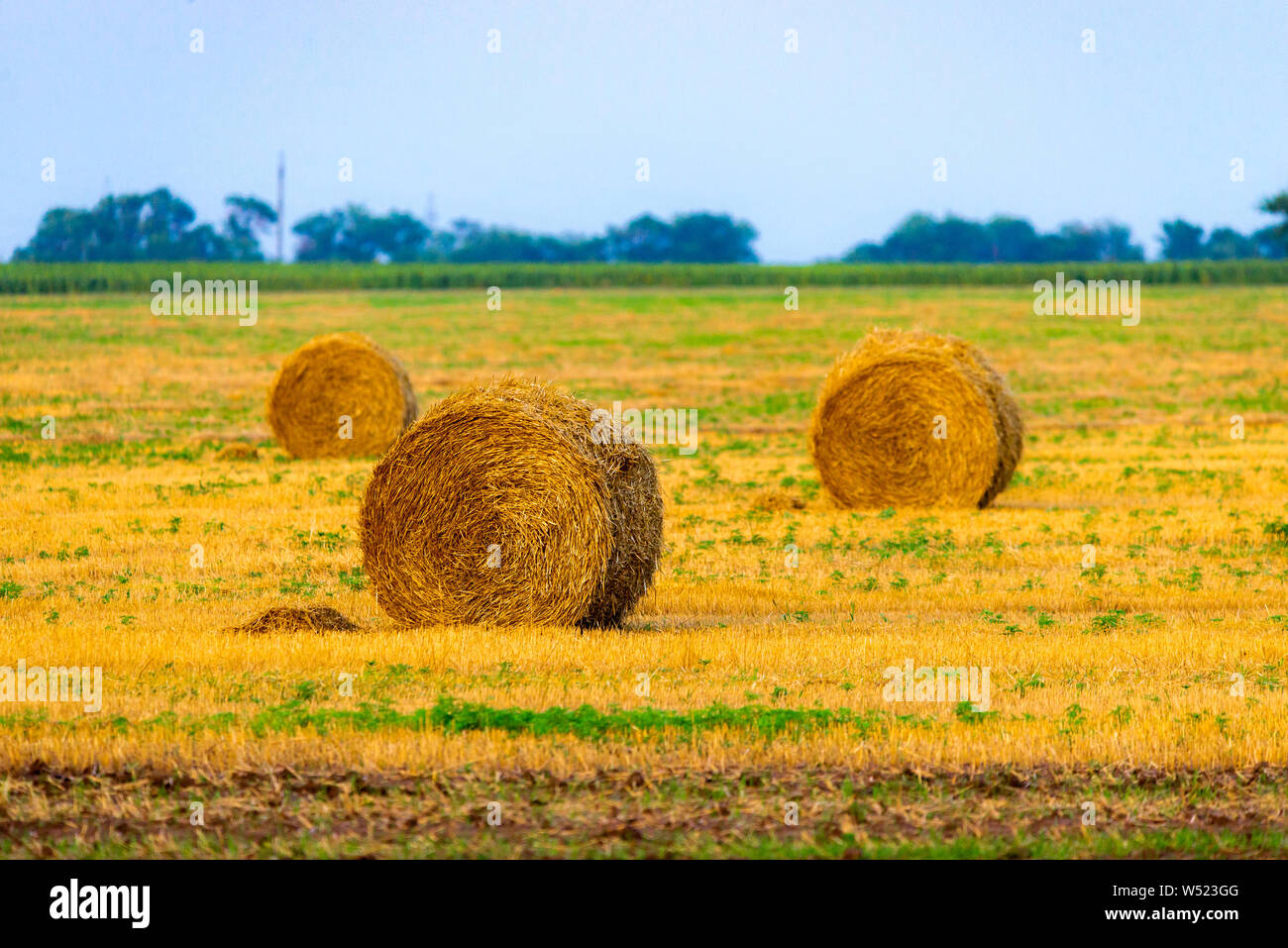 Rolled haystack on agriculture field landscape. Haystack farmland field ...
