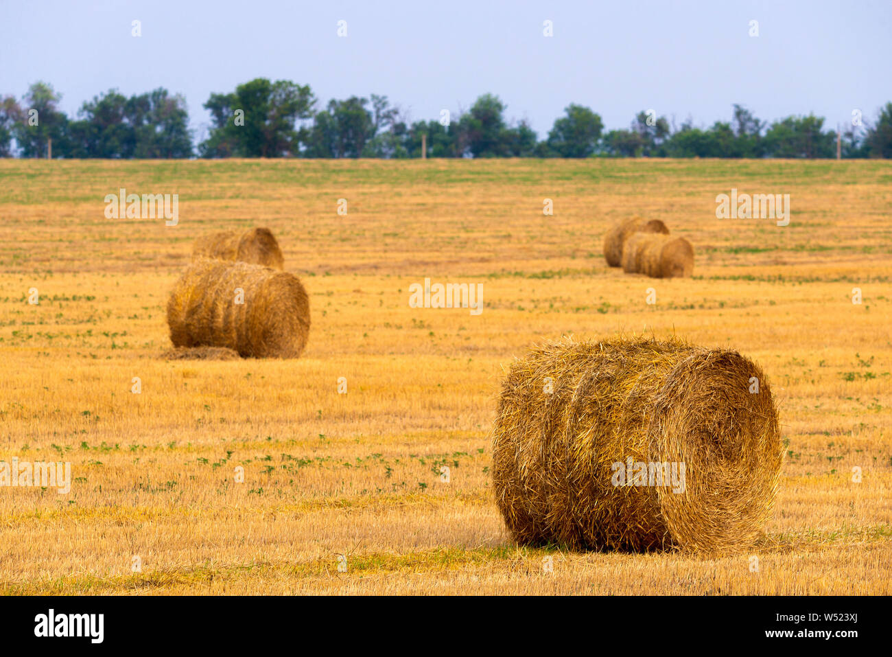 Rolled haystack on agriculture field landscape. Haystack farmland field ...