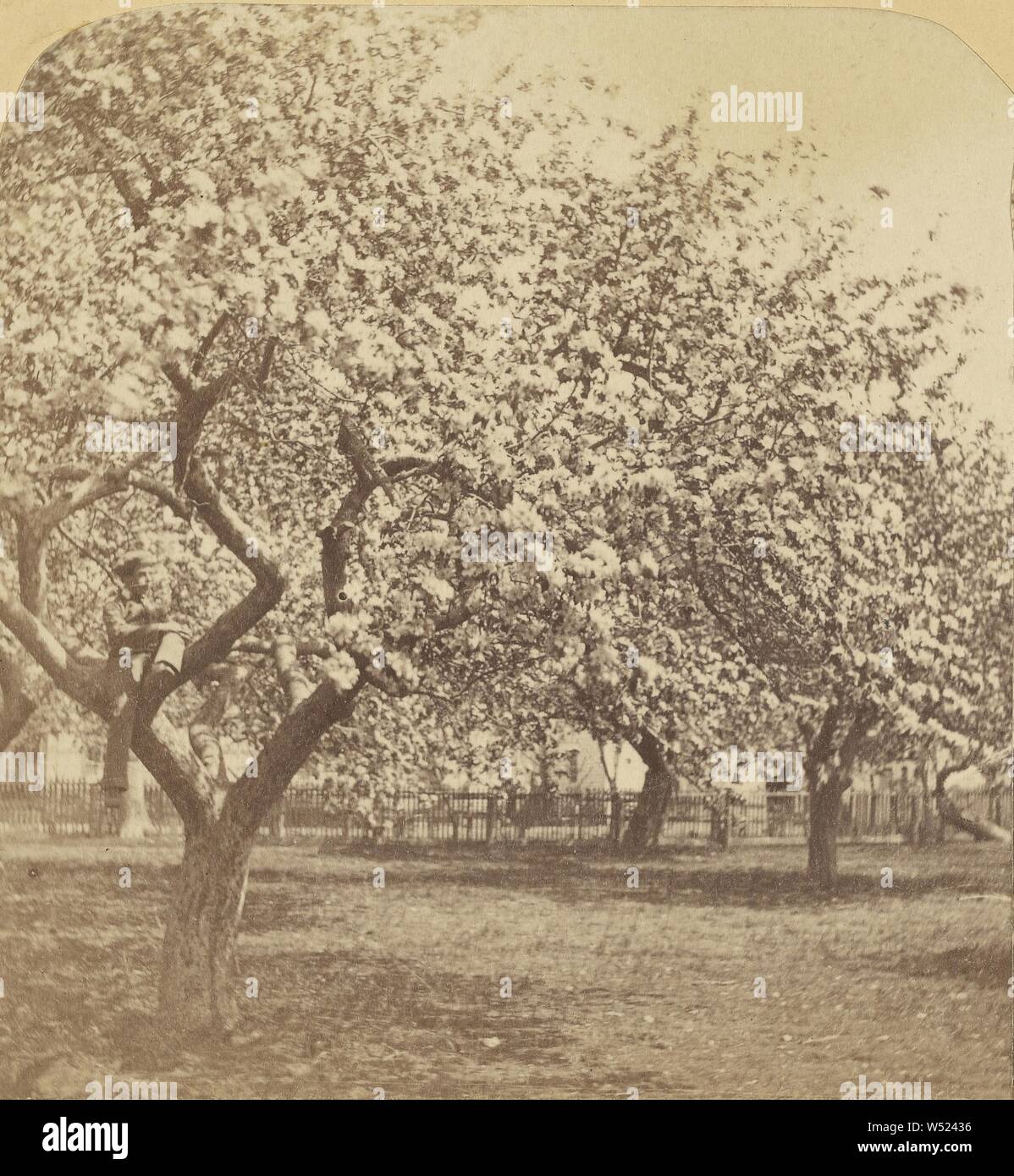 The Apple Tree, Deloss Barnum (American, 1825 - 1873), about 1860 ...