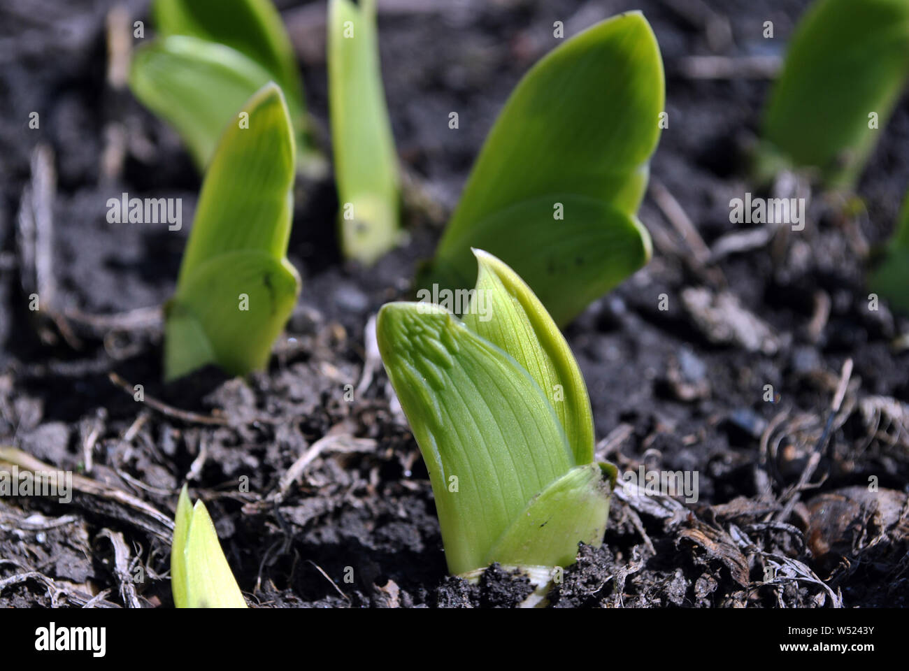 Wedge shaped leaves hi-res stock photography and images - Alamy
