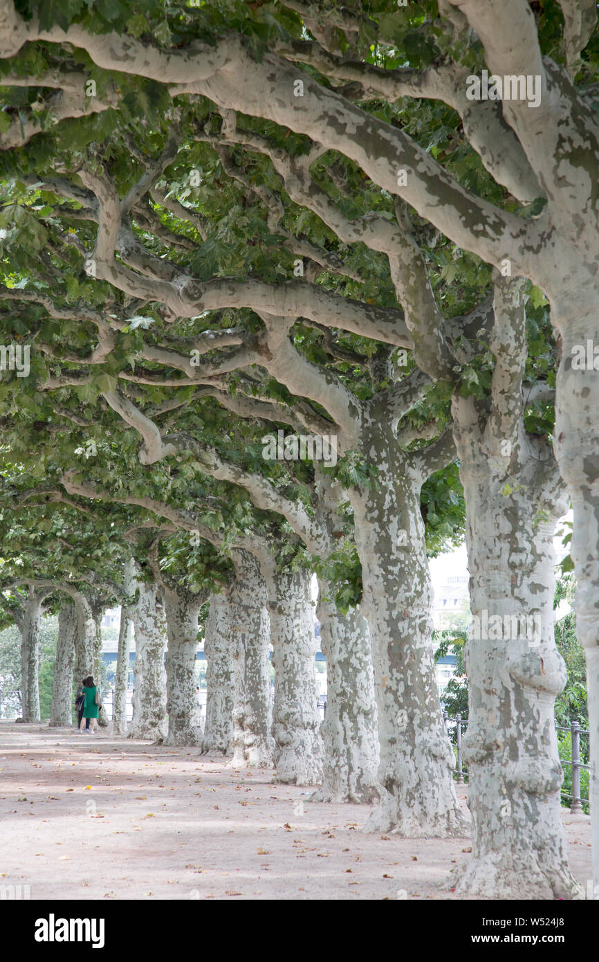 River Bank Footpath, Frankfurt, Germany Stock Photo - Alamy