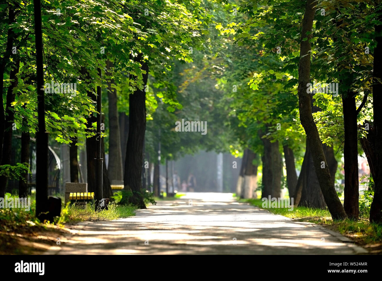 Park Lane High Resolution Stock Photography and Images - Alamy