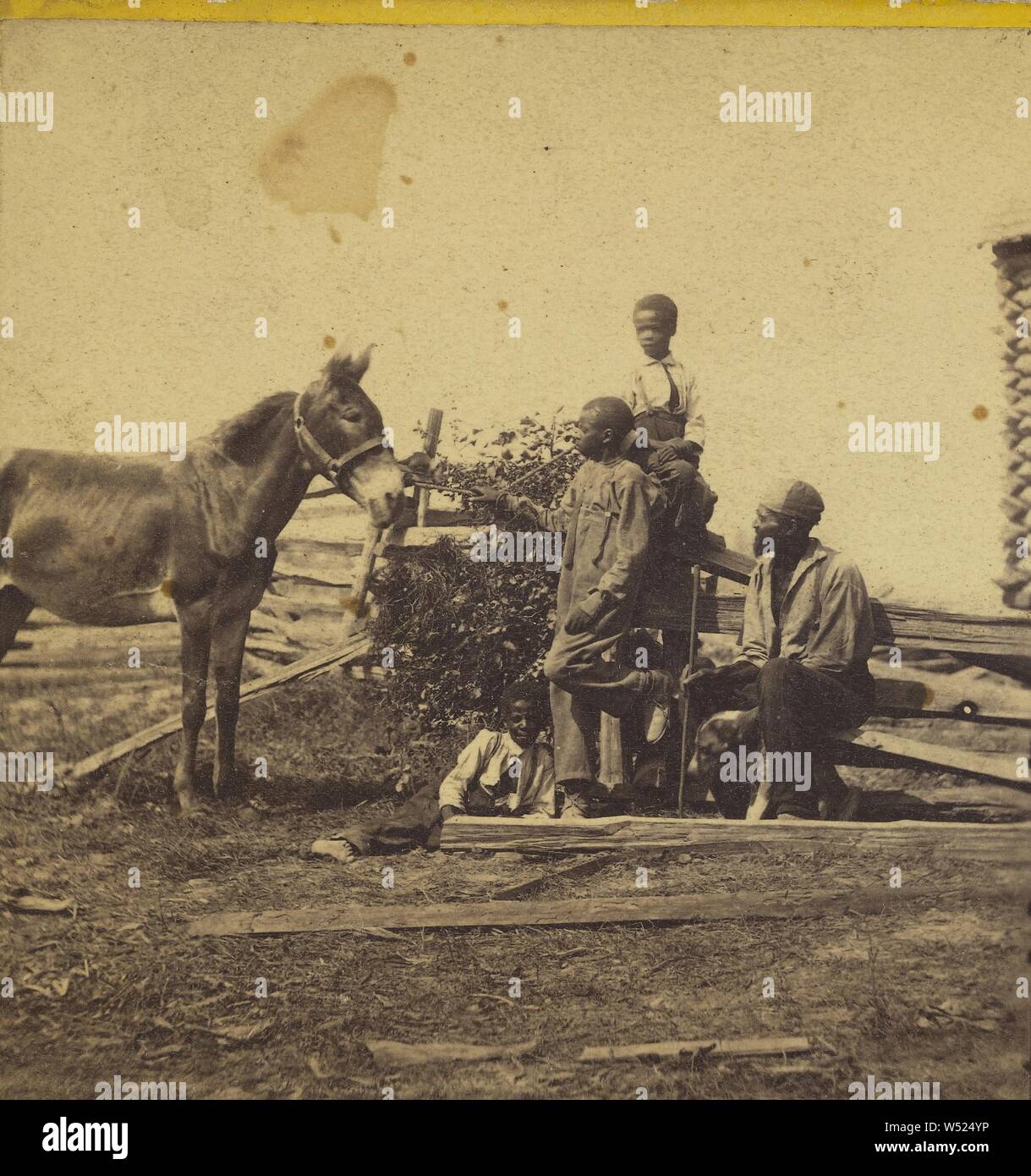 All the live stock left on Mr. Gill's plantation after the Battle of ...
