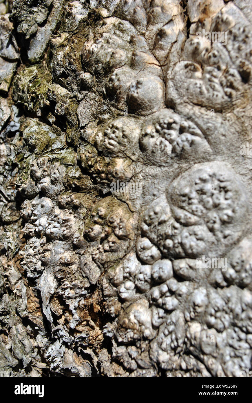 Maple tree root weird texture close up, vertical background texture ...