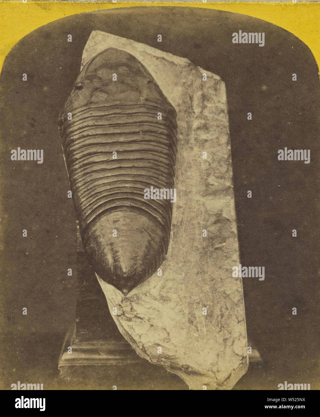 Palaeozoic Fossils. Homalonotus.-Delphinocephalus. From the Silurian ...