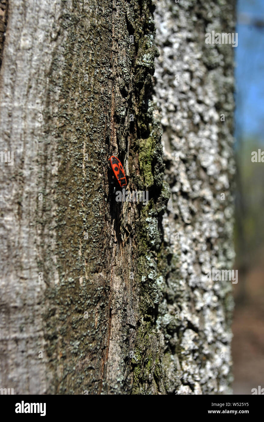 Chestnut tree trunk texture with white moss close up with red firebug ...