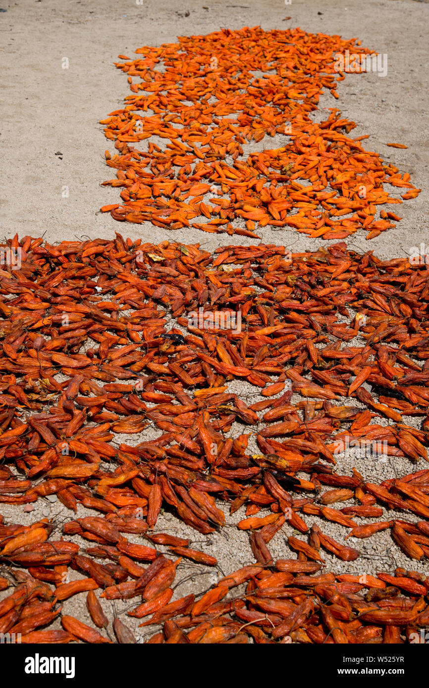 Chimoya Fruit Stall,Chimoya Fruit,Sweet Tasting,Unusual,Chiquian ...