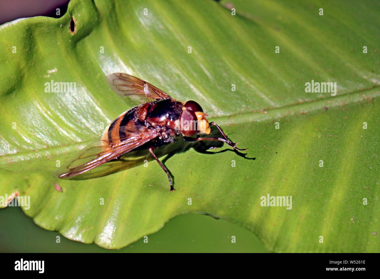 Hoverfly, Volucella zonaria, the hornet mimic hoverfly. Looks like a ...