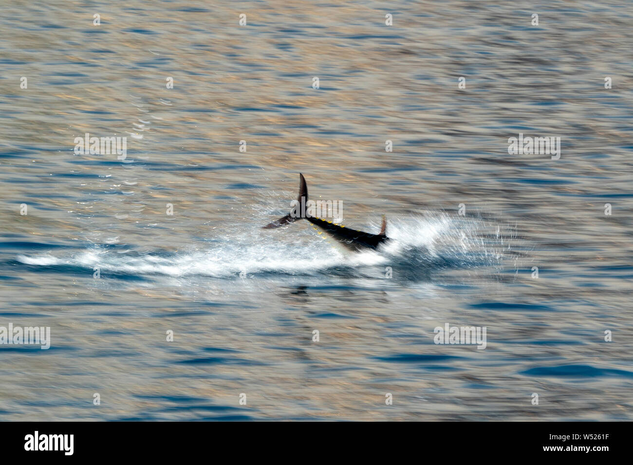 Hunting tuna hi-res stock photography and images - Alamy