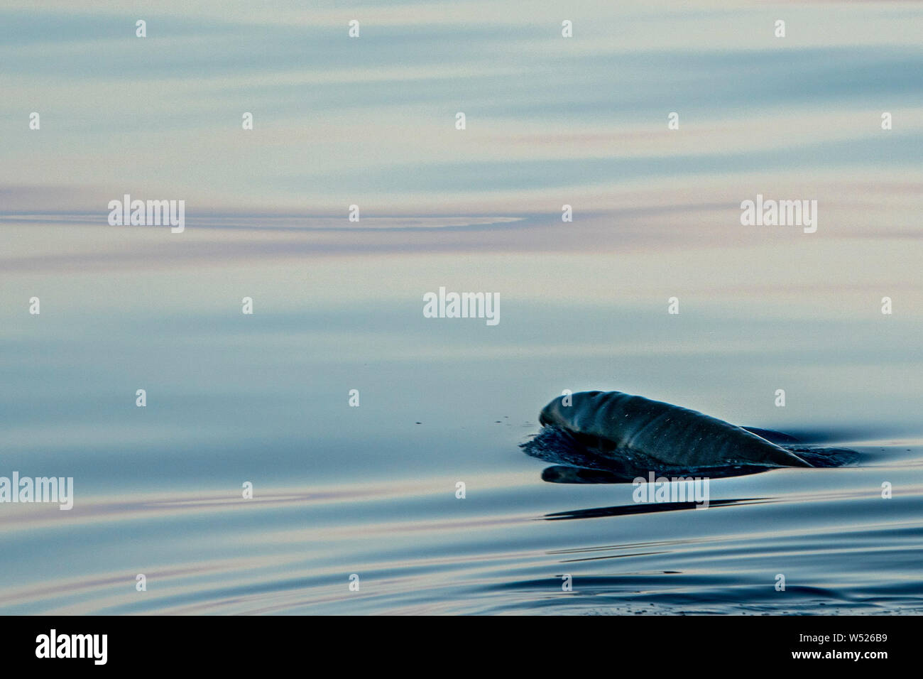 Beaked whale calf hi-res stock photography and images - Alamy