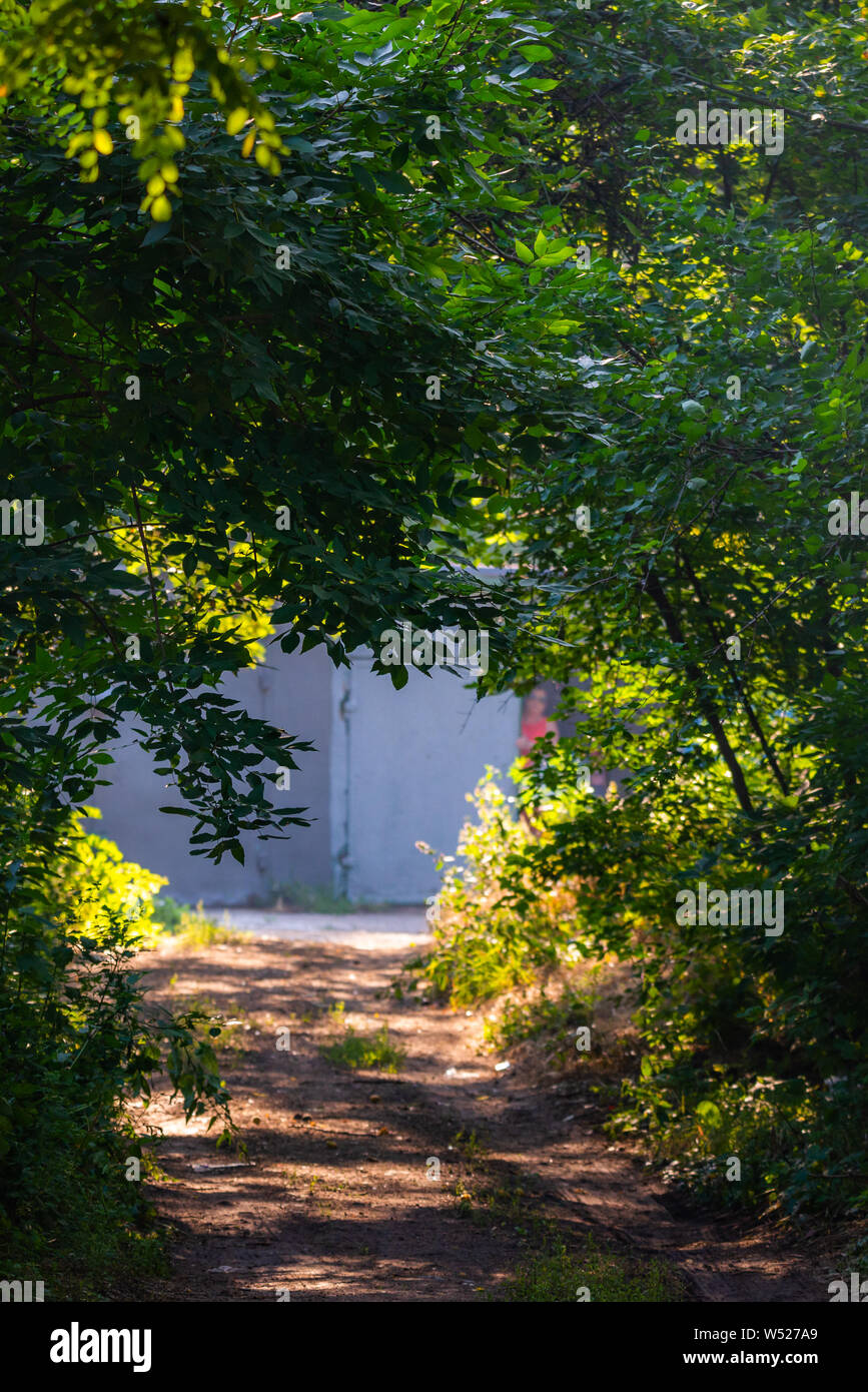 Walkway Lane Path With Green Trees in city park. Beautiful Alley In ...