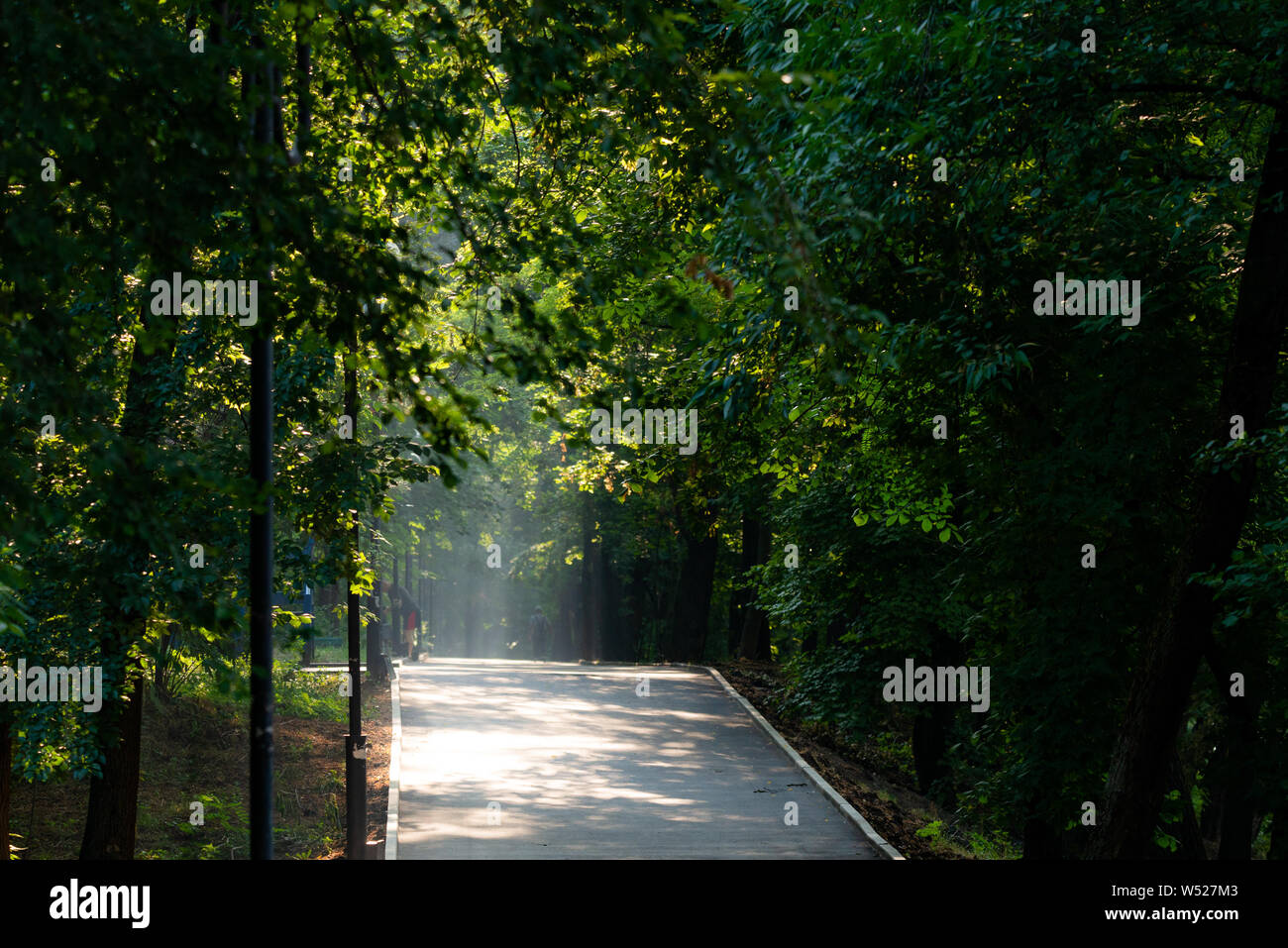 Walkway Lane Path With Green Trees in city park. Beautiful Alley In ...