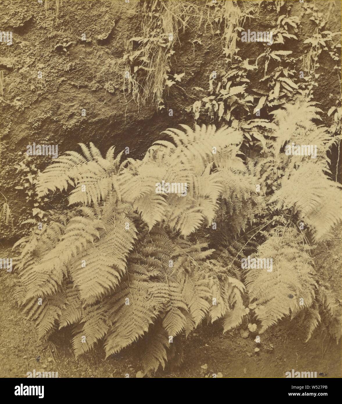 A Study of Ferns., Frank Mason Good (English, 1839 - 1928), 1865–1870 ...