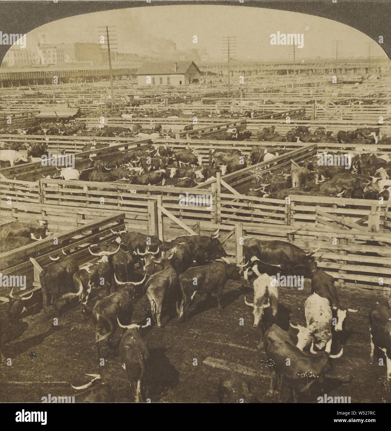 The Great Union Stock Yards and Packing Houses, Chicago, Ill., George W ...
