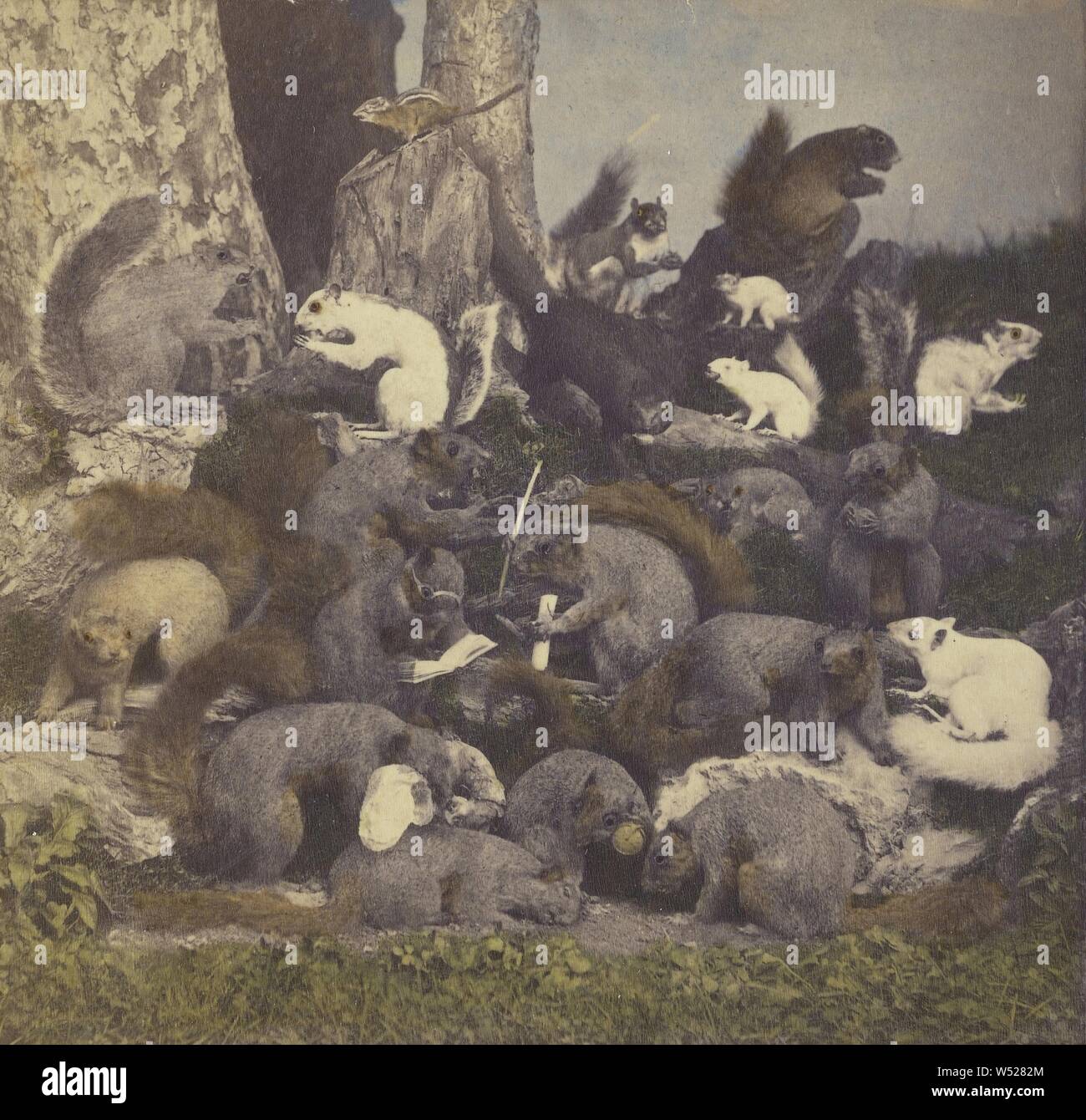 Silver squirrel hi-res stock photography and images - Alamy