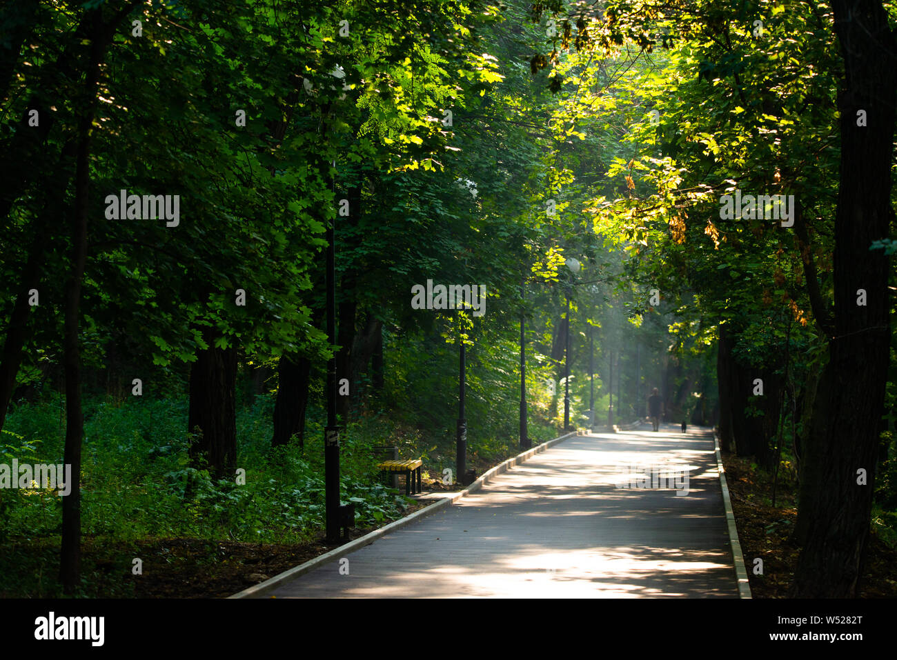 Walkway Lane Path With Green Trees in city park. Beautiful Alley In ...