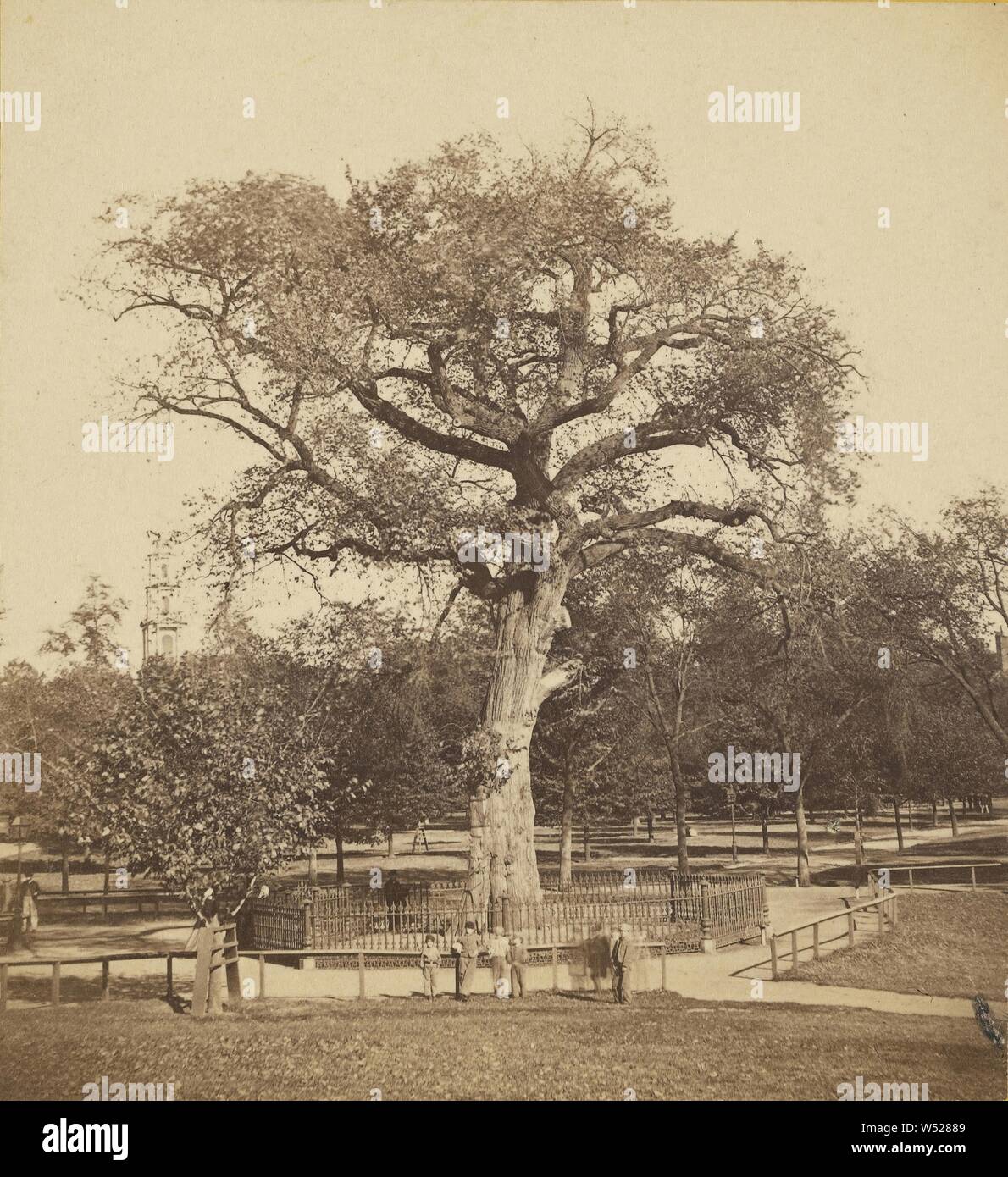 American elm tree hi-res stock photography and images - Alamy