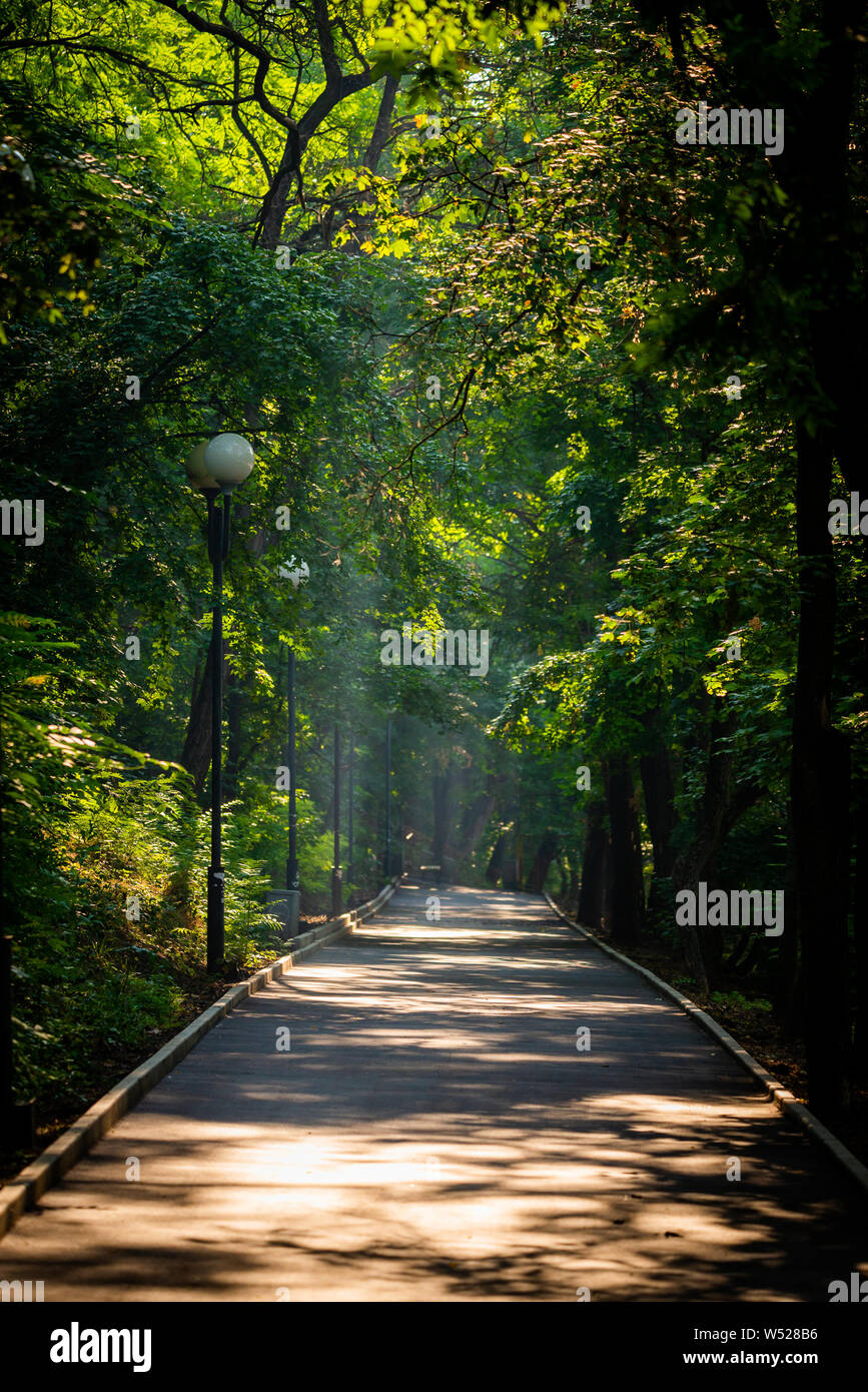 Walkway Lane Path With Green Trees in city park. Beautiful Alley In ...