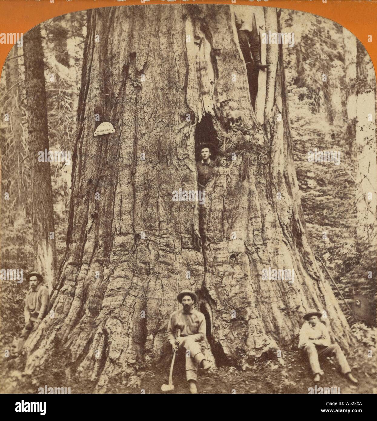 Big Tree Wm. Cullen Bryant, 305 ft. high, 45 ft. in circumference, near ...
