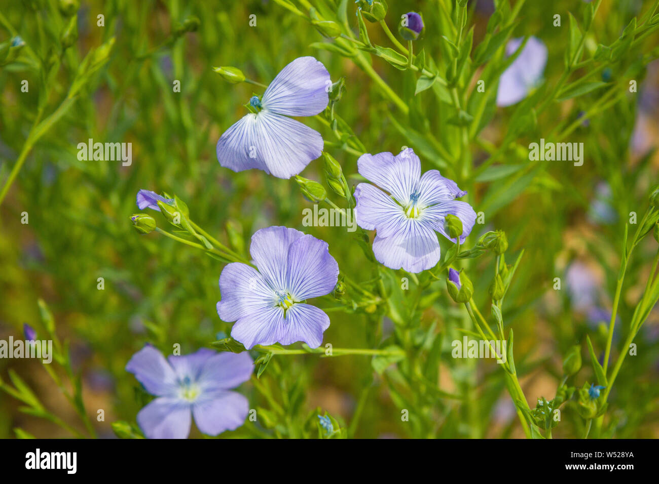 Linseed flowers hi-res stock photography and images - Alamy