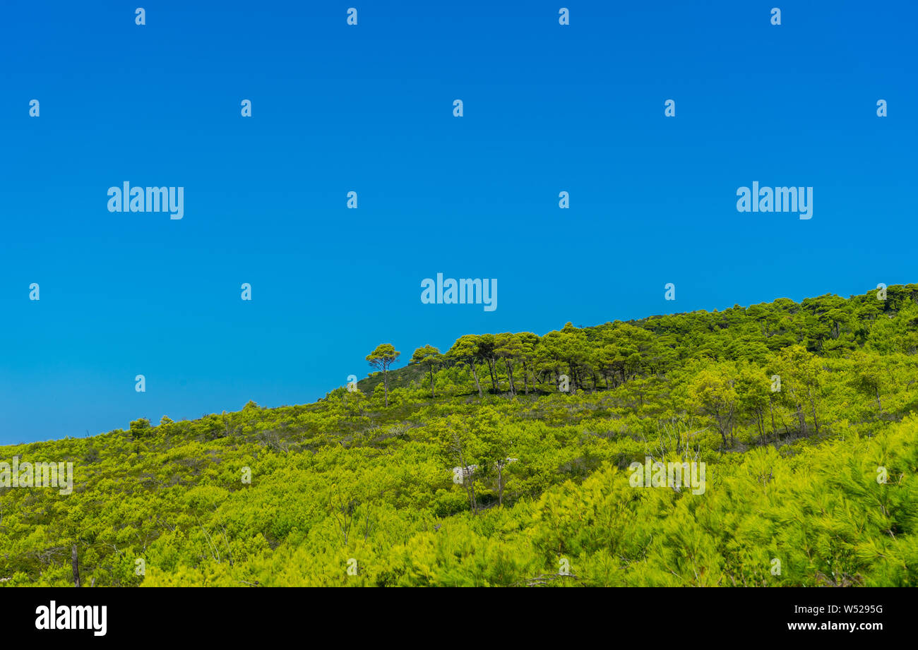 Greece, Zakynthos, Green paradise of countless conifer plants and pine ...