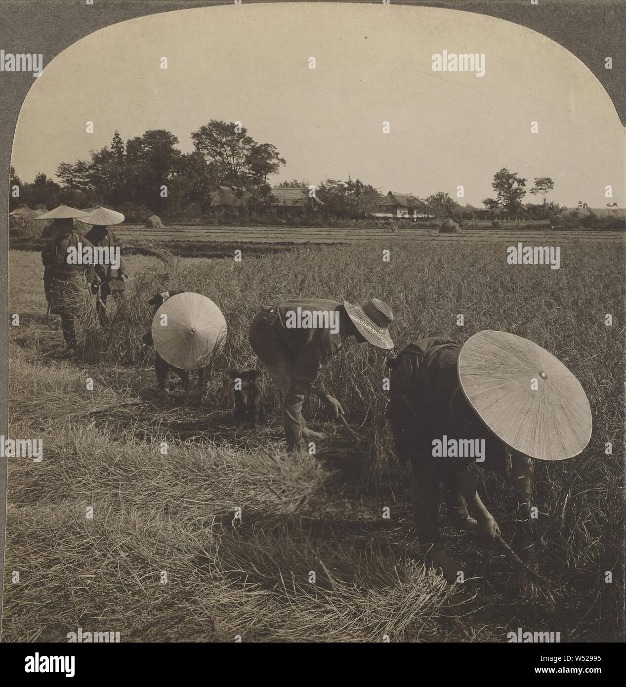 Rice Harvest. Cutting the Straw Close to the Ground with a Sickle ...