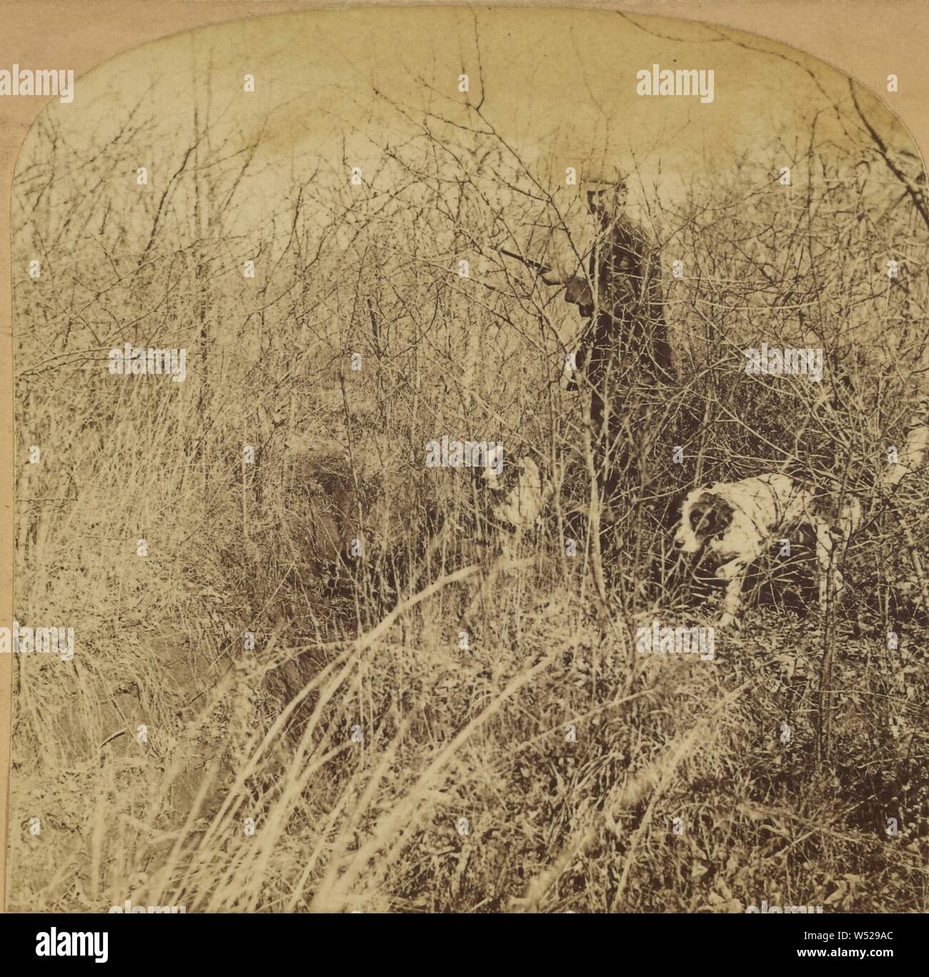 Pointing the scattered birds in a thicket, U.S. Field Trials., Benjamin ...