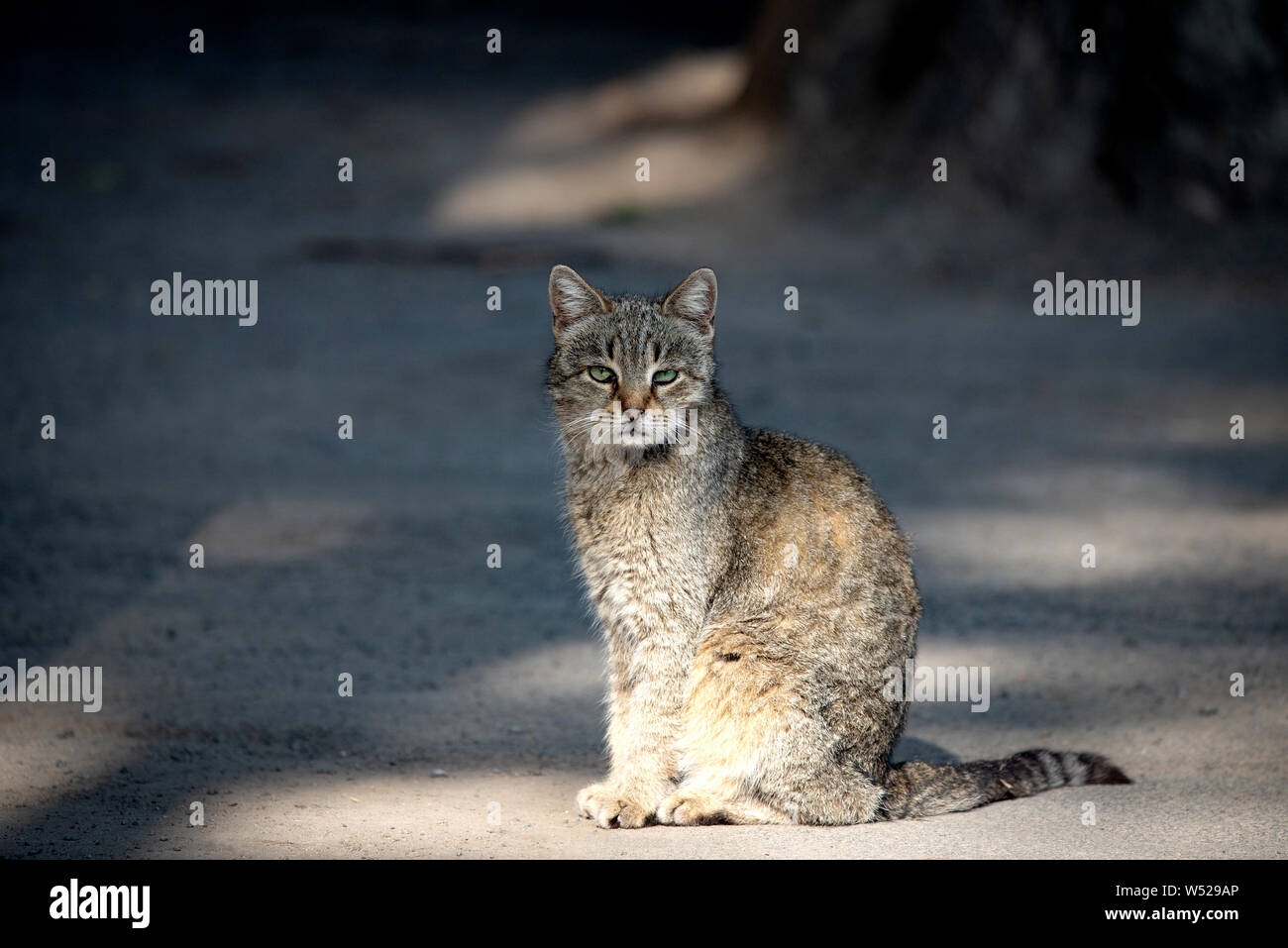 Portrait of homeless cat with expressive look and emotion face Stock ...