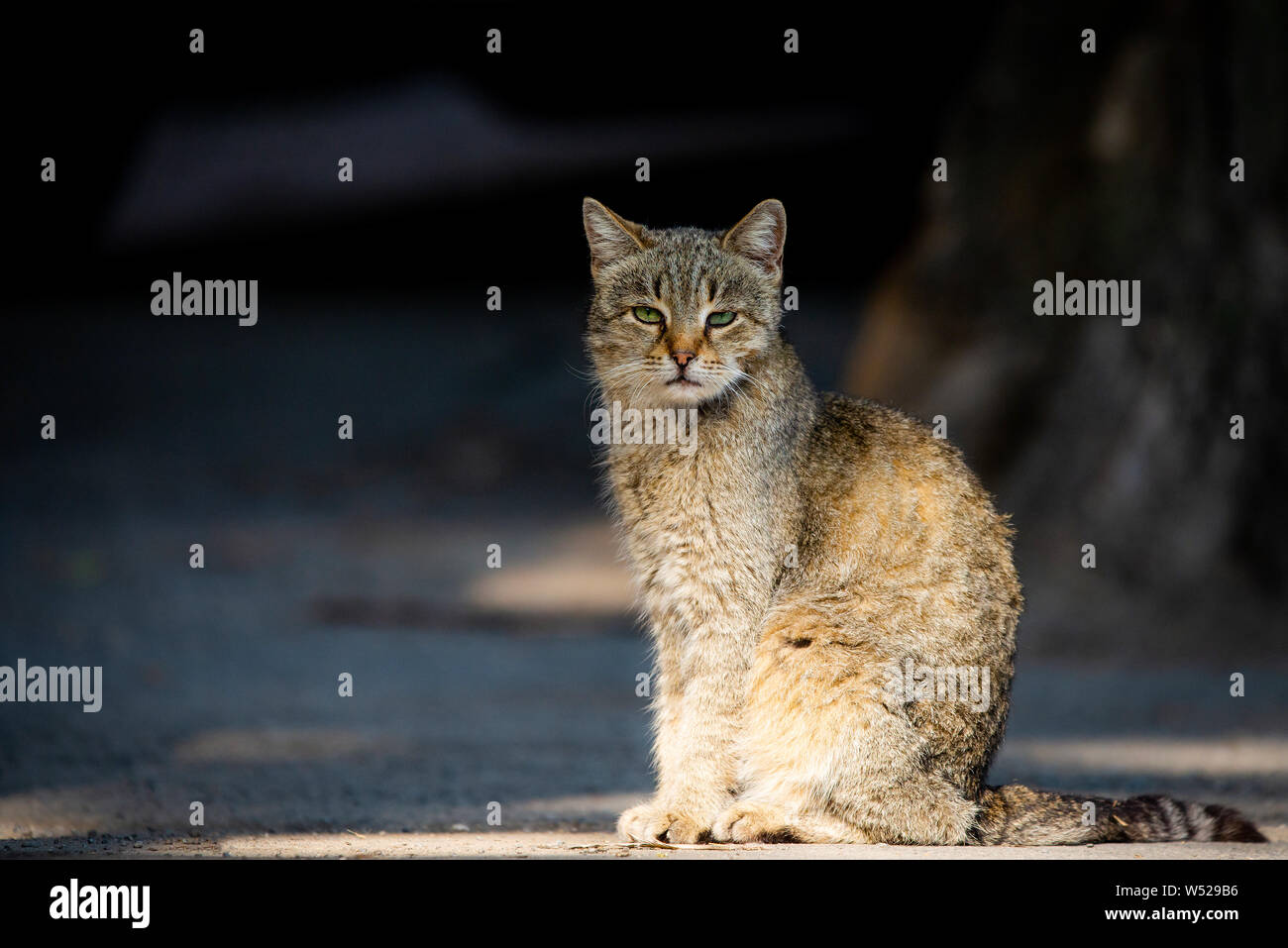 Portrait of homeless cat with expressive look and emotion face Stock ...
