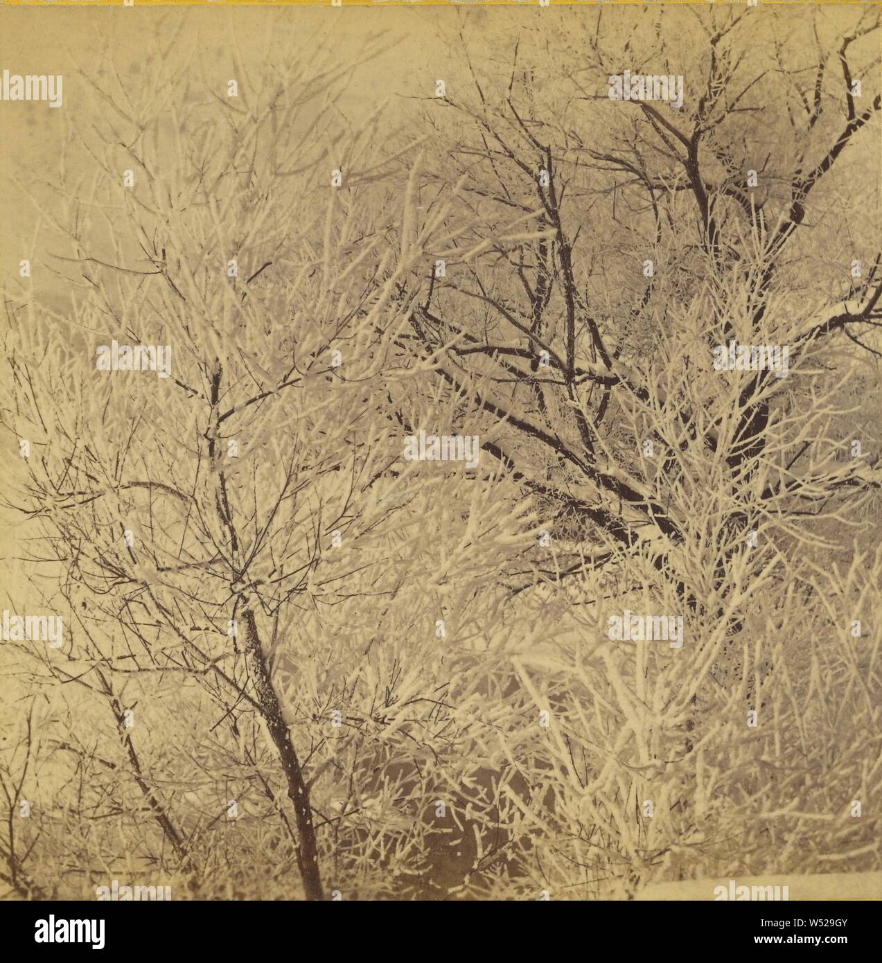 Trees with frost, Benjamin West Kilburn (American, 1827 - 1909), about ...