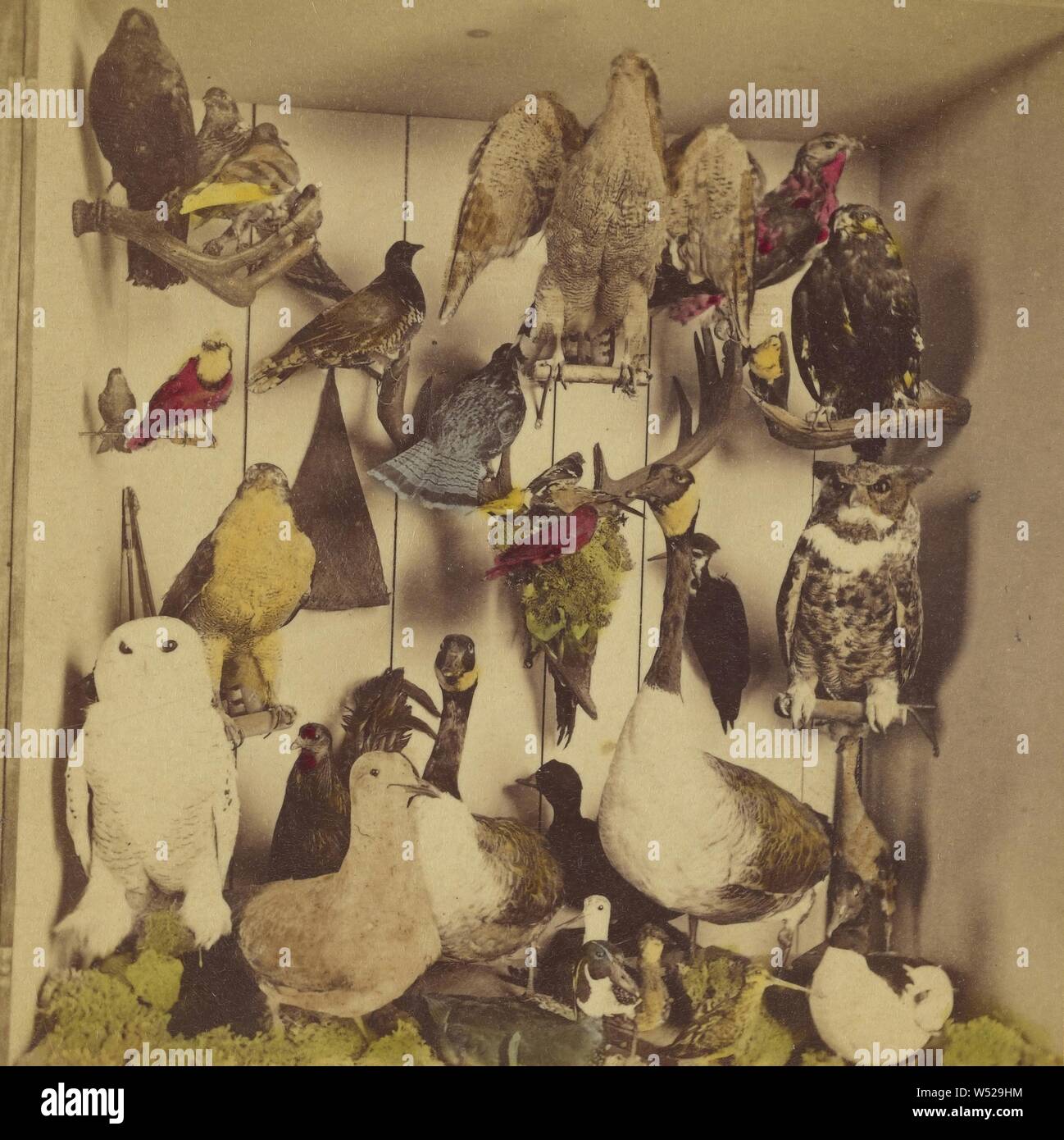 Birds of New England., Benjamin West Kilburn (American, 1827 - 1909 ...