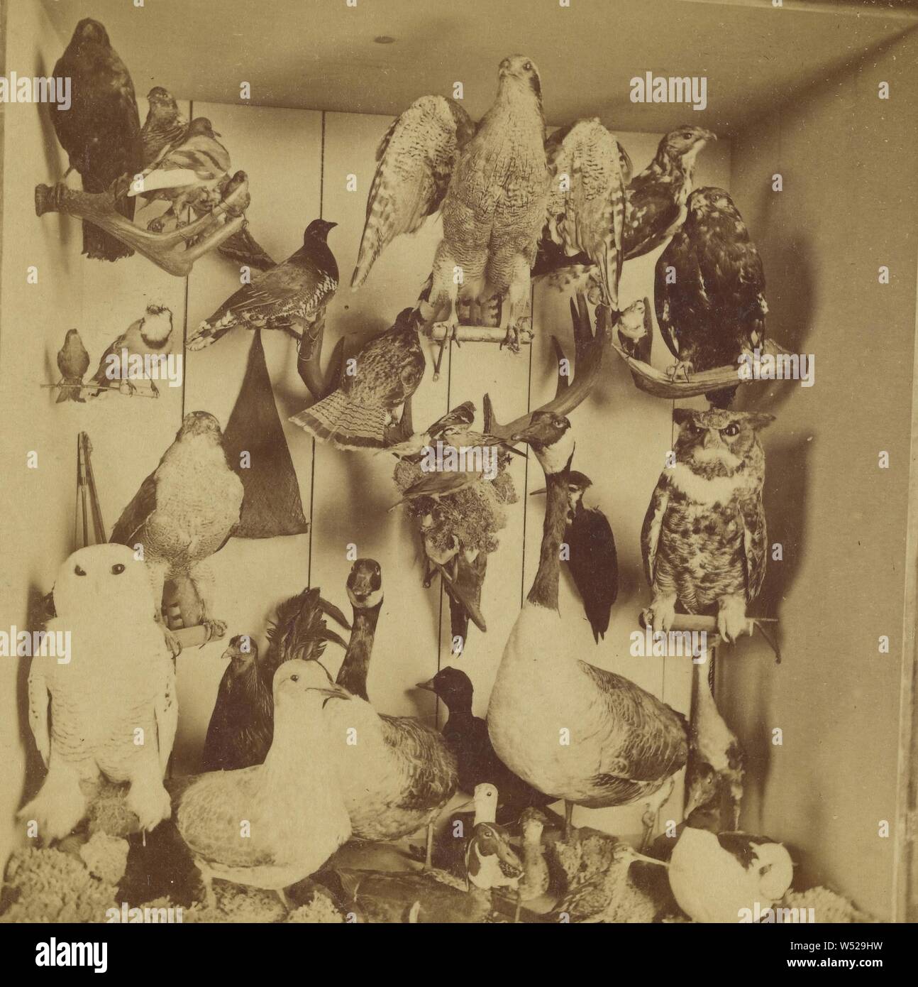 Birds of New England., Benjamin West Kilburn (American, 1827 - 1909 ...