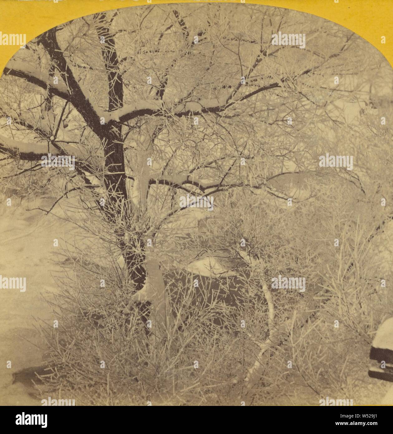 Frost Work, Benjamin West Kilburn (American, 1827 - 1909), about 1865 ...