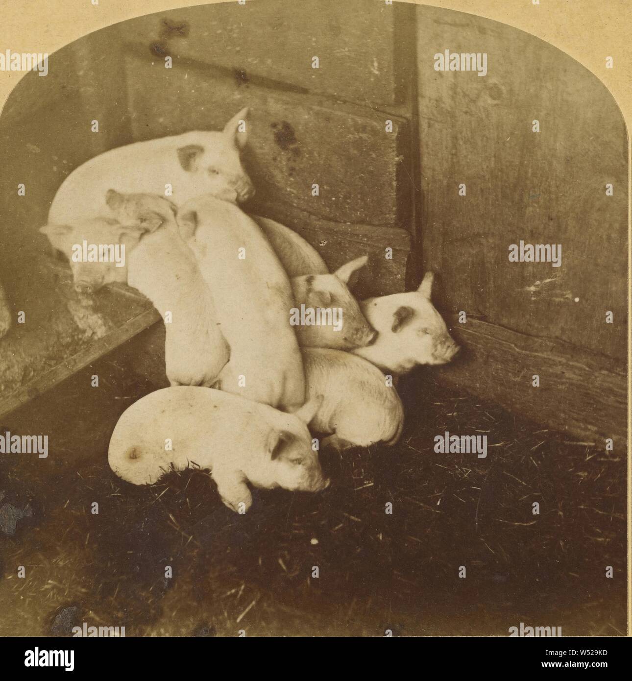Pigs., Benjamin West Kilburn (American, 1827 - 1909), about 1869 ...