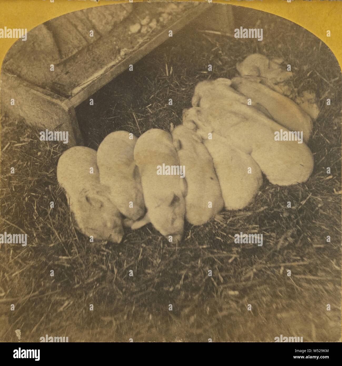 Pigs., Benjamin West Kilburn (American, 1827 - 1909), about 1869 ...
