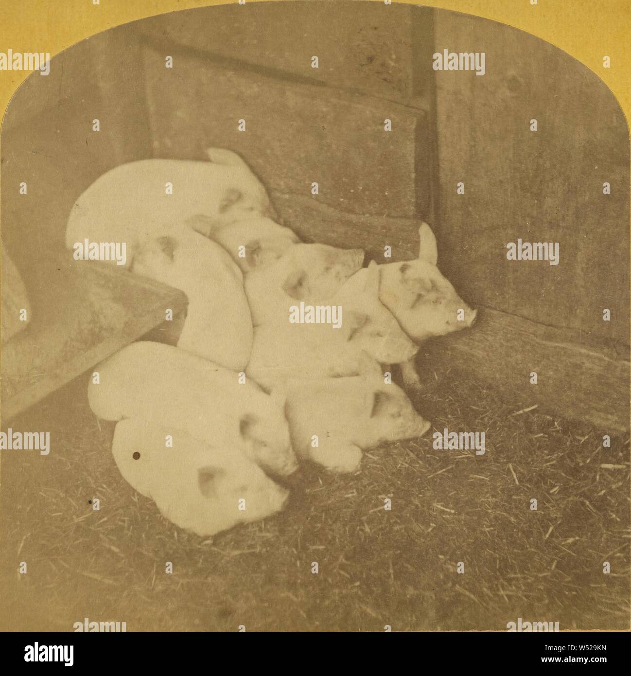Pigs., Benjamin West Kilburn (American, 1827 - 1909), about 1869 ...