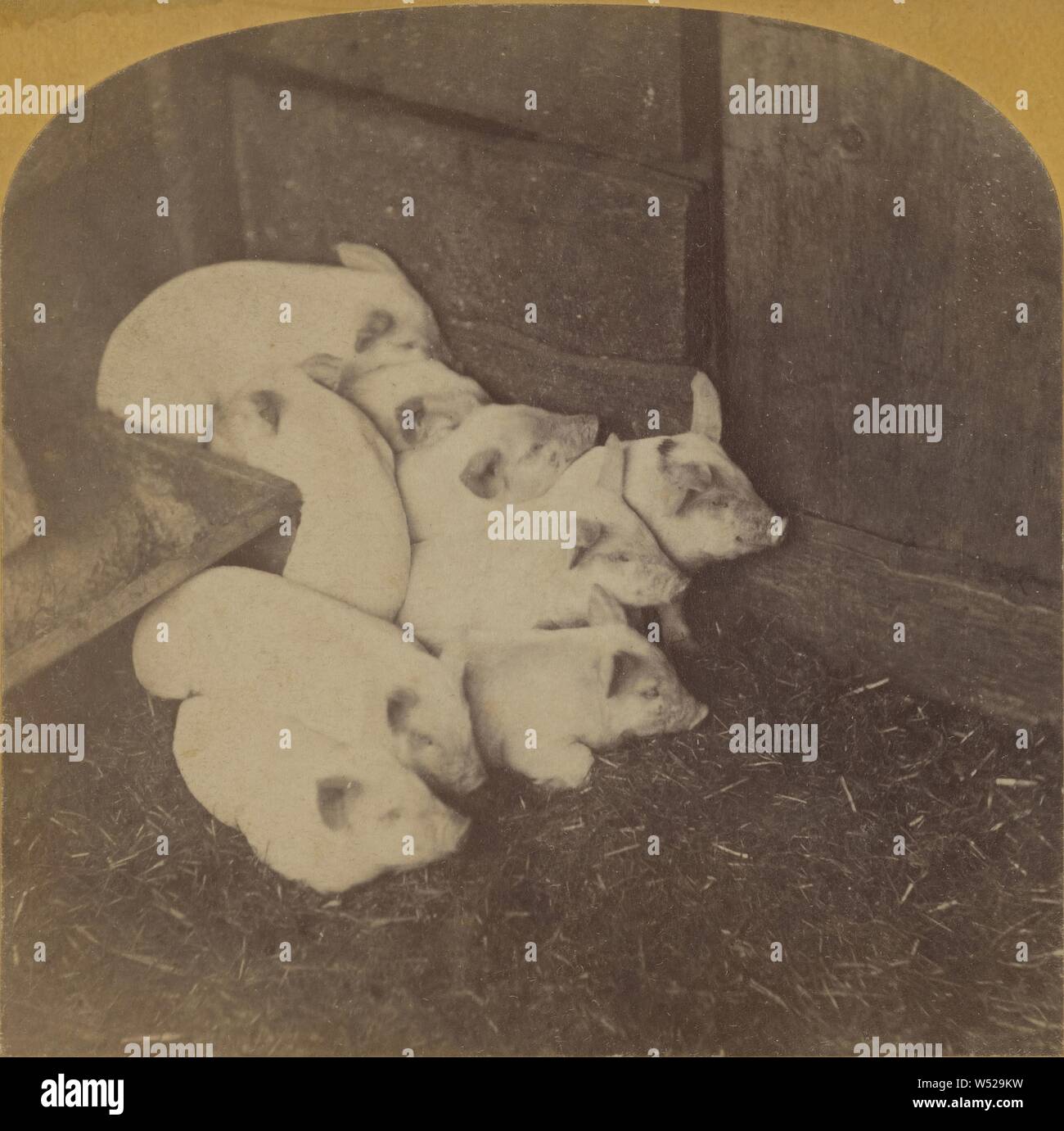 Pigs., Benjamin West Kilburn (American, 1827 - 1909), about 1869 ...