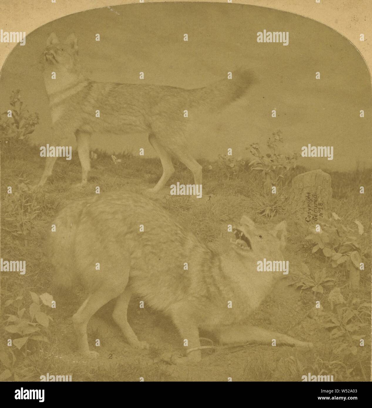 The Prairie Wolf., Benjamin West Kilburn (American, 1827 - 1909), 1870 ...