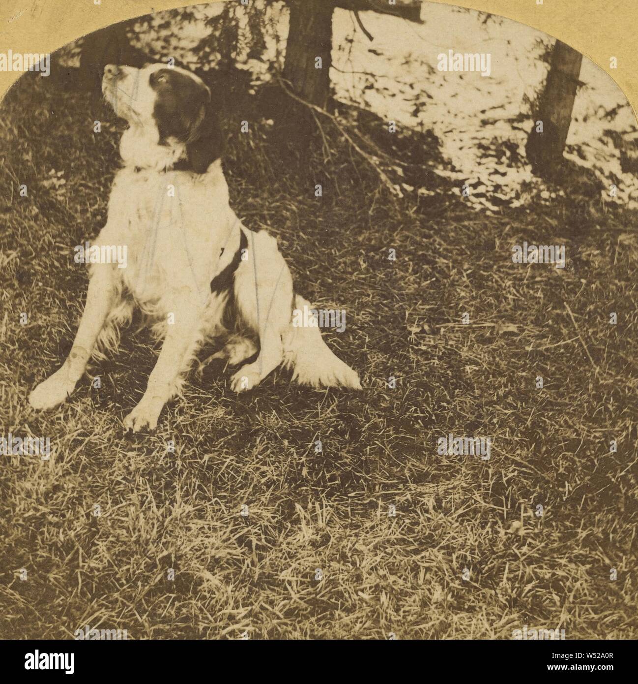 English Setter., Benjamin West Kilburn (American, 1827 - 1909), about ...