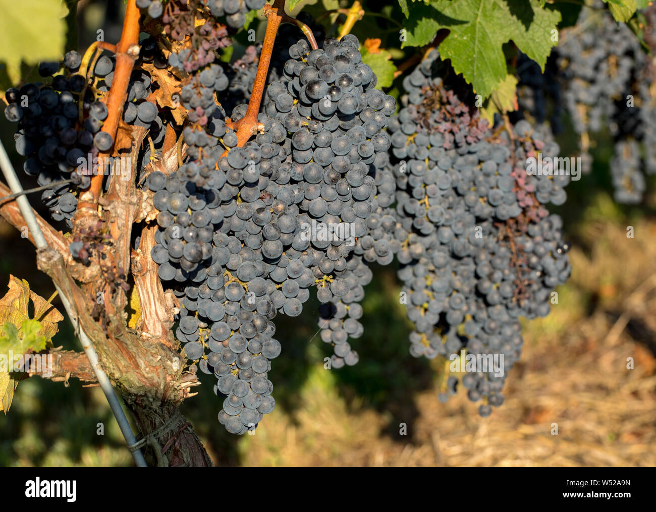 Close up of red merlot grapes in vineyard. St Emilion, Gironde ...
