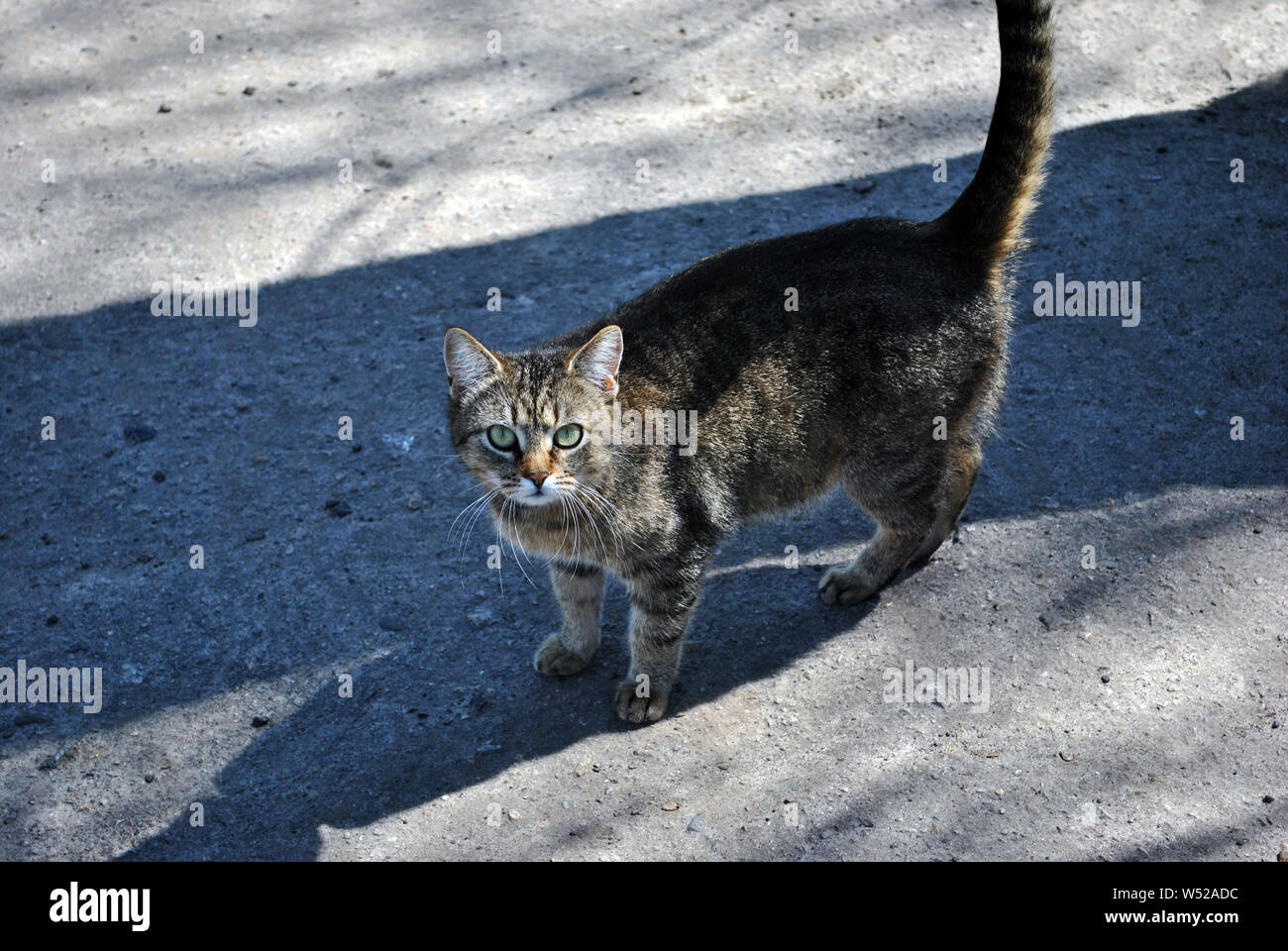 Gray cat walking on gray asphalt road texture with shadow line, looking ...